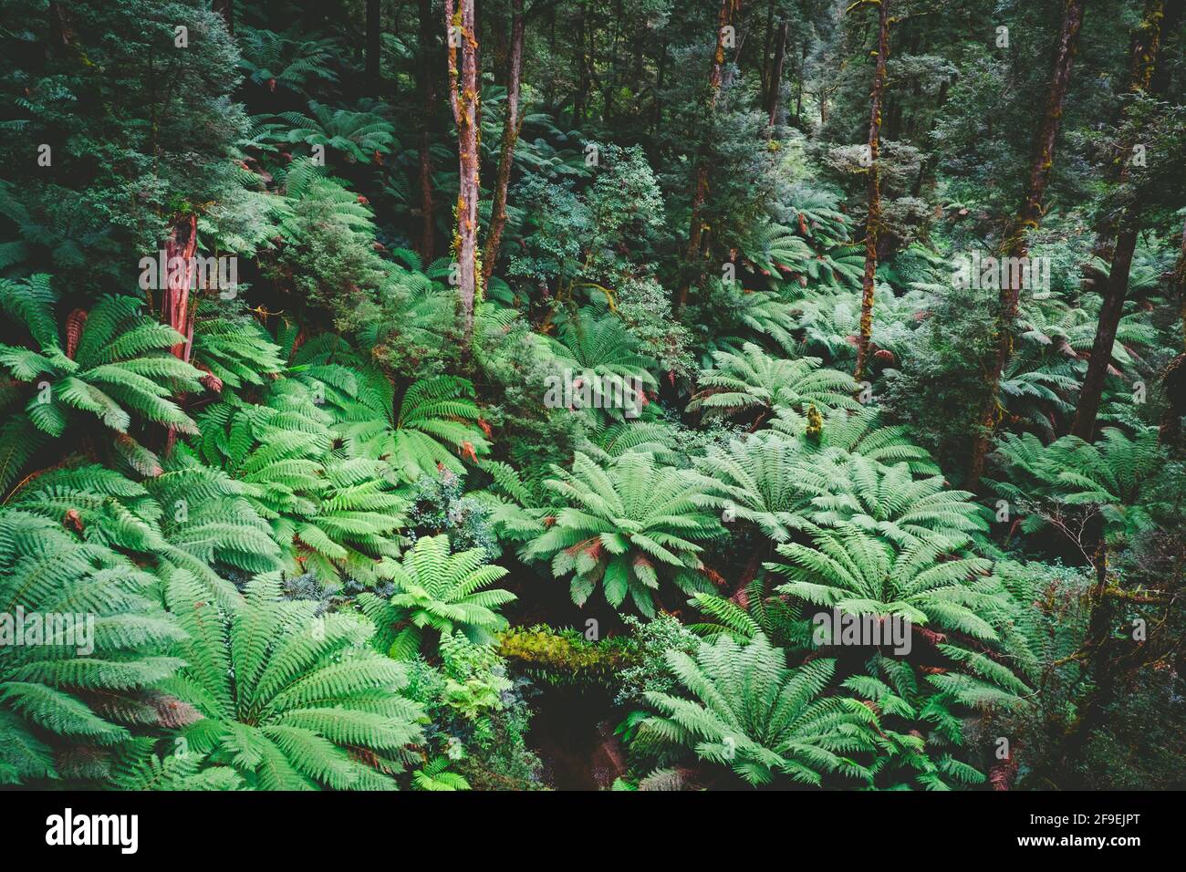 Great Otway National Park forest in Victoria, Australia Stock Photo - Alamy
