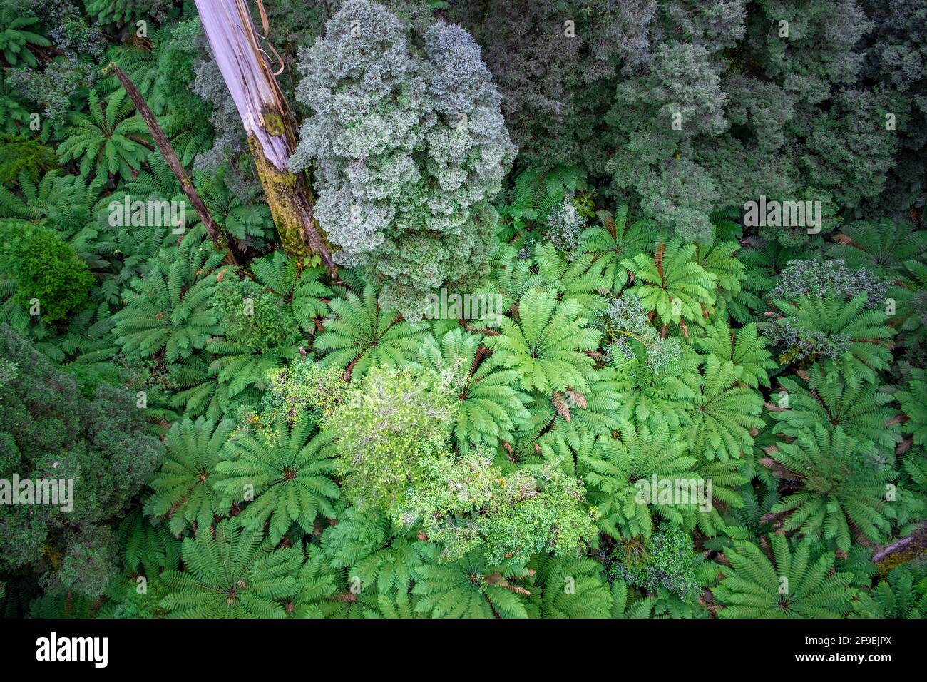 Beautiful temperate rainforest in Victoria, Australia Stock Photo - Alamy
