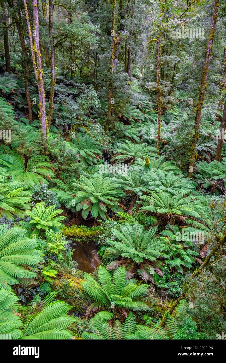 Amazing temperate rainforest - Great Otway National Park in Victoria ...