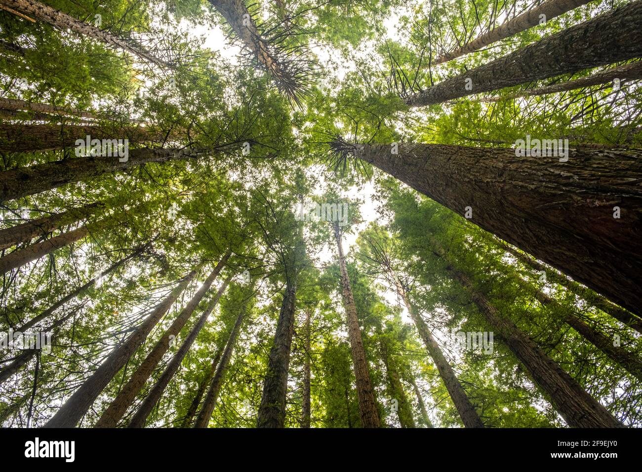 Looking up at tall redwood trees in the Otways, Victoria, Australia ...