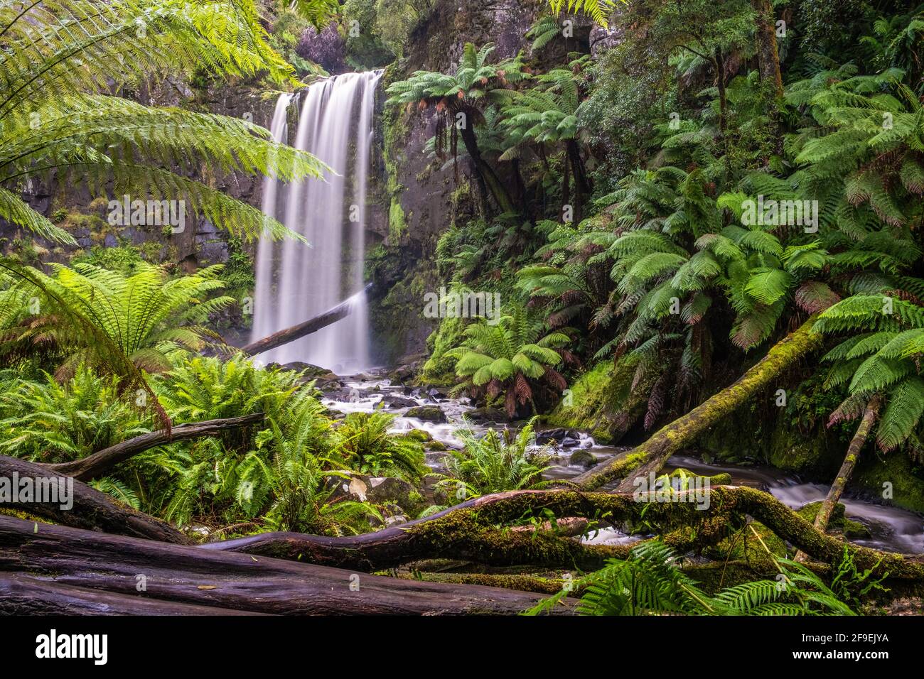 Hopetoun falls in a lush green rainforest of the Great Otway National ...