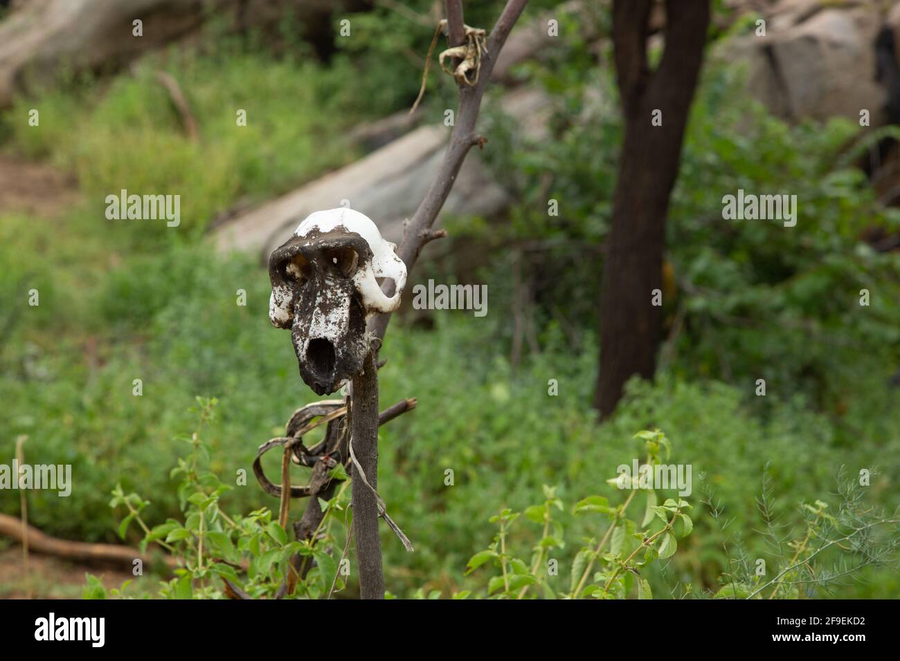 African hunting trophies hi-res stock photography and images - Alamy