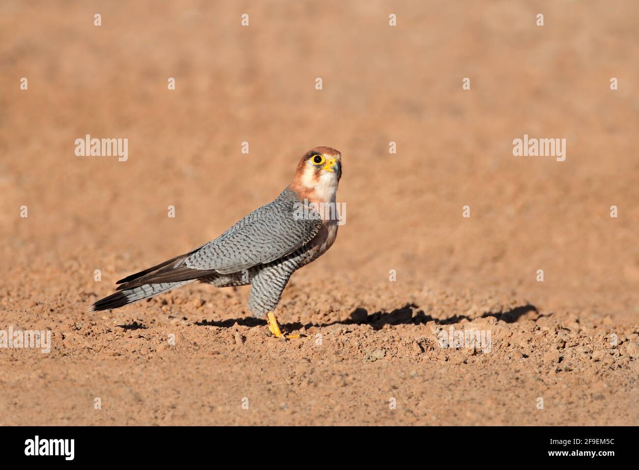 A red-necked falcon (Falco chicquera) sitting on the ground, Kalahari ...