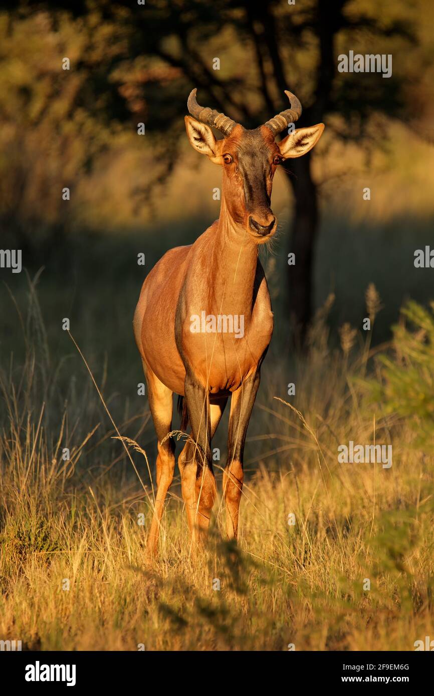 Rare tsessebe antelope (Damaliscus lunatus) in natural habitat, South ...