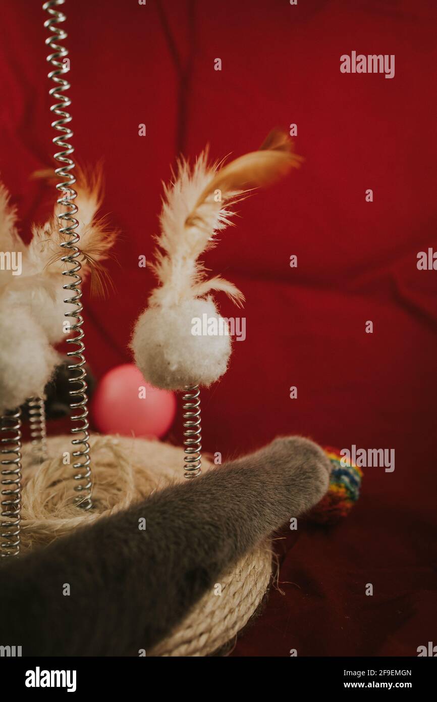 Interactive pet play hi-res stock photography and images - Alamy