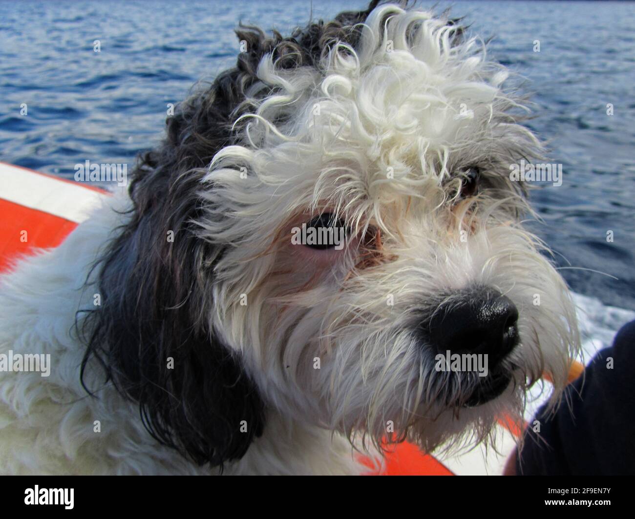Pure bred dog hi-res stock photography and images - Alamy