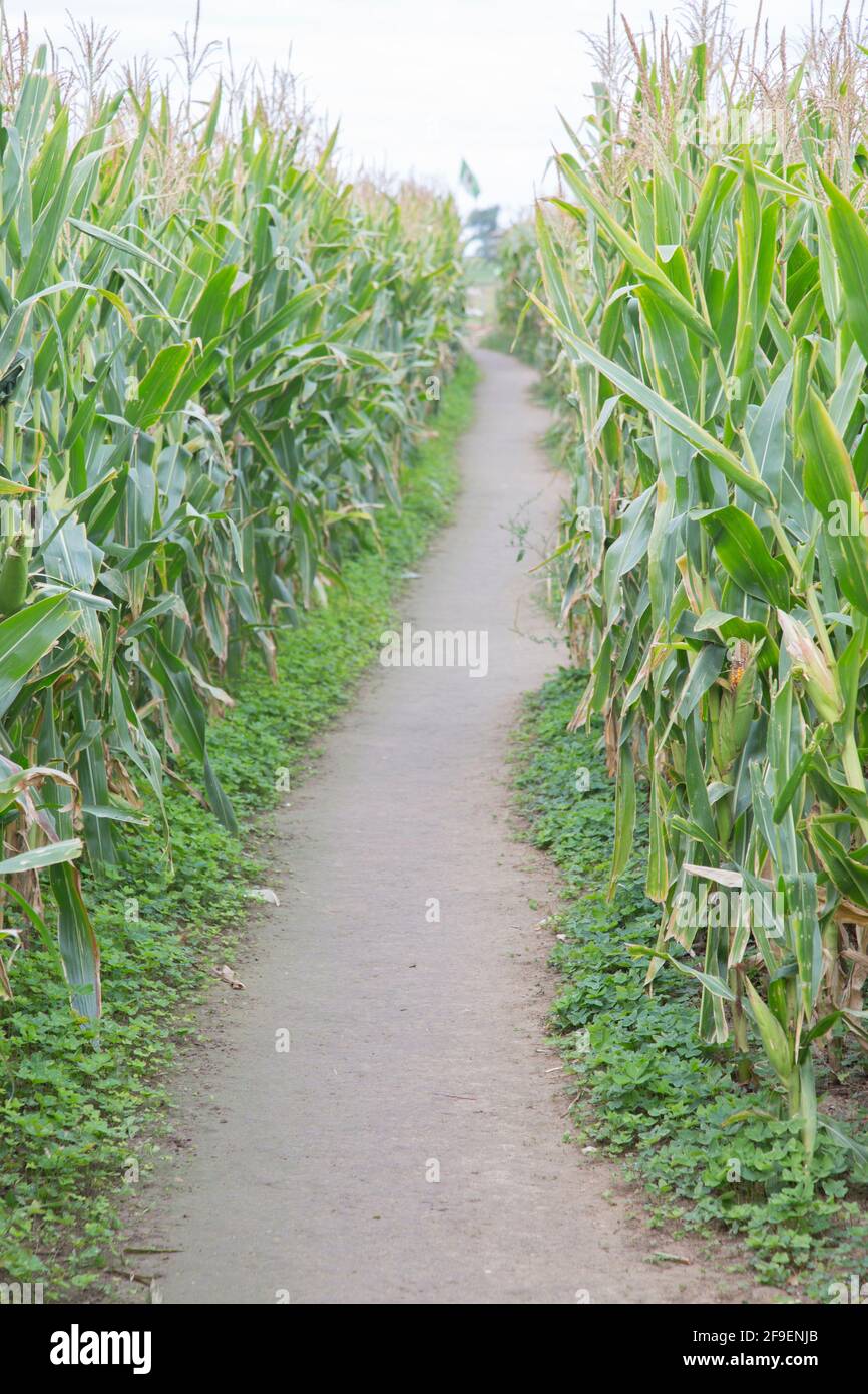 Mud Path through Corn Field Stock Photo - Alamy