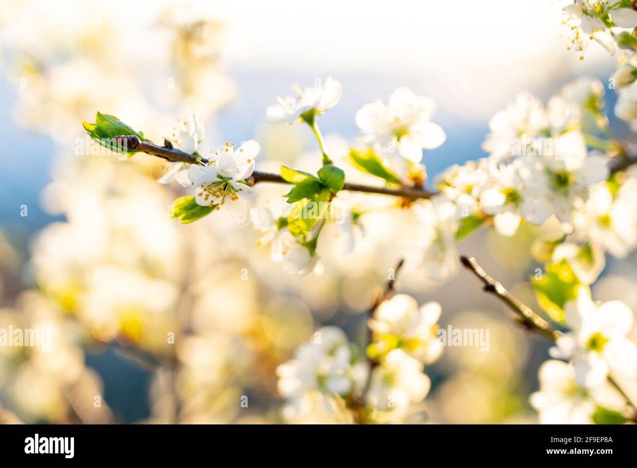 Blooming cherry. Close-up. Backlight on the white flowers of a cherry ...
