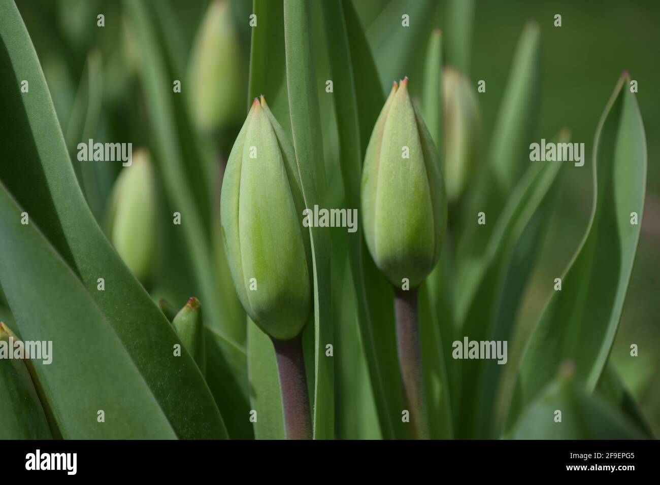 Closed tulips 1 Stock Photo - Alamy