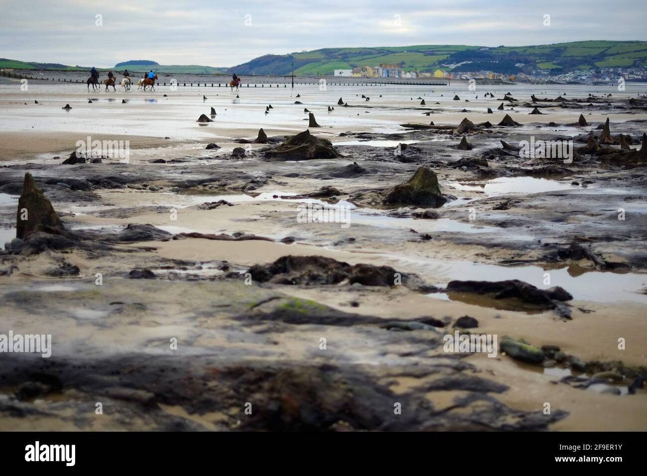 Submerged prehistoric forest, Borth, Wales revealed by stormy seas ...