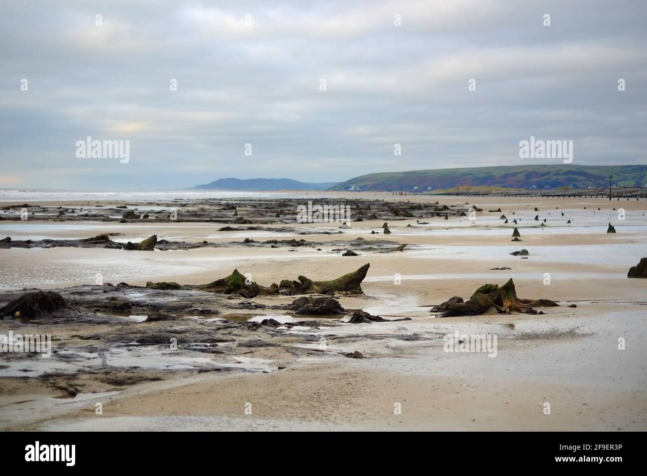 Submerged prehistoric forest, Borth, Wales revealed by stormy seas ...
