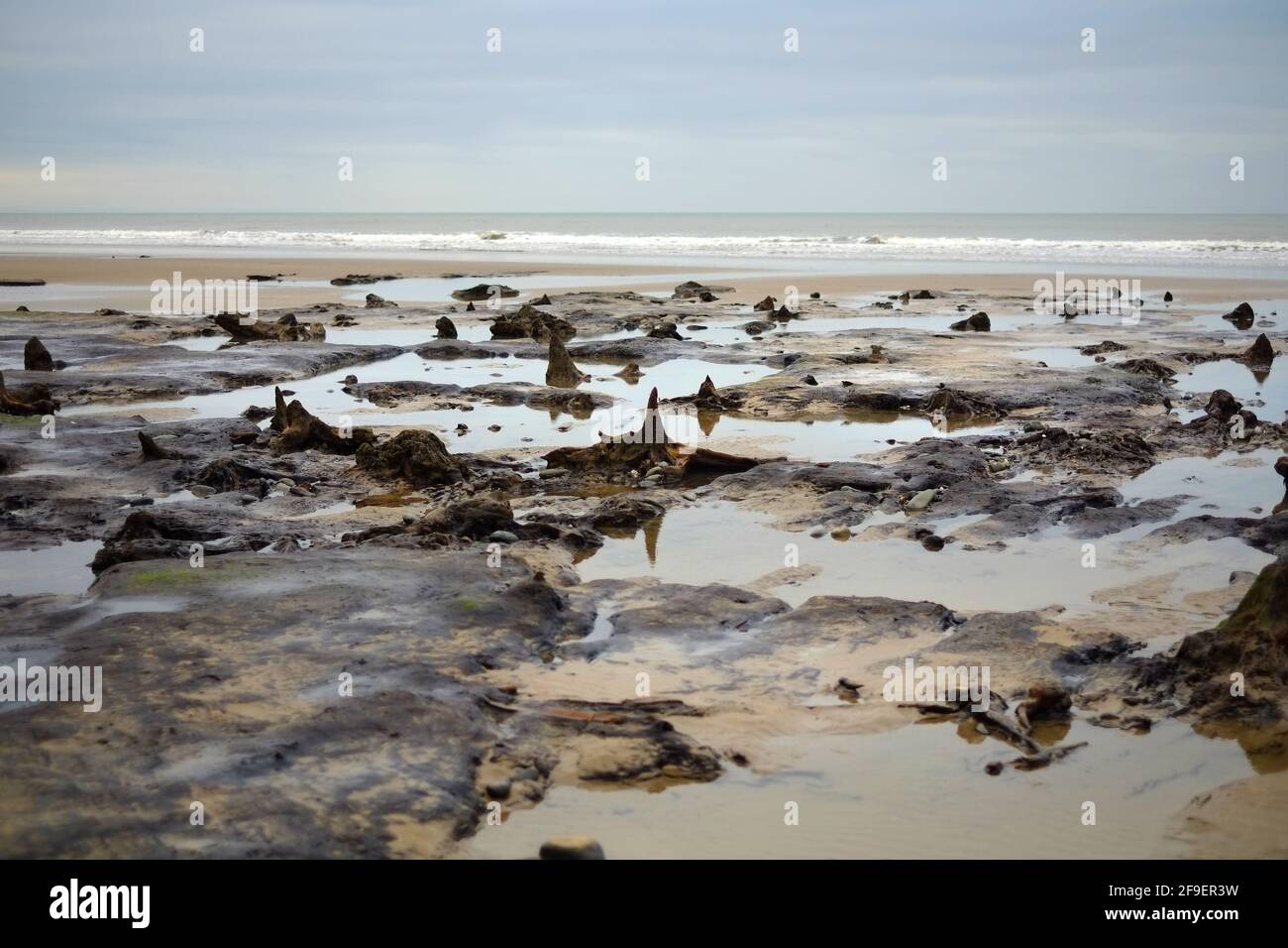 Submerged prehistoric forest, Borth, Wales revealed by stormy seas ...