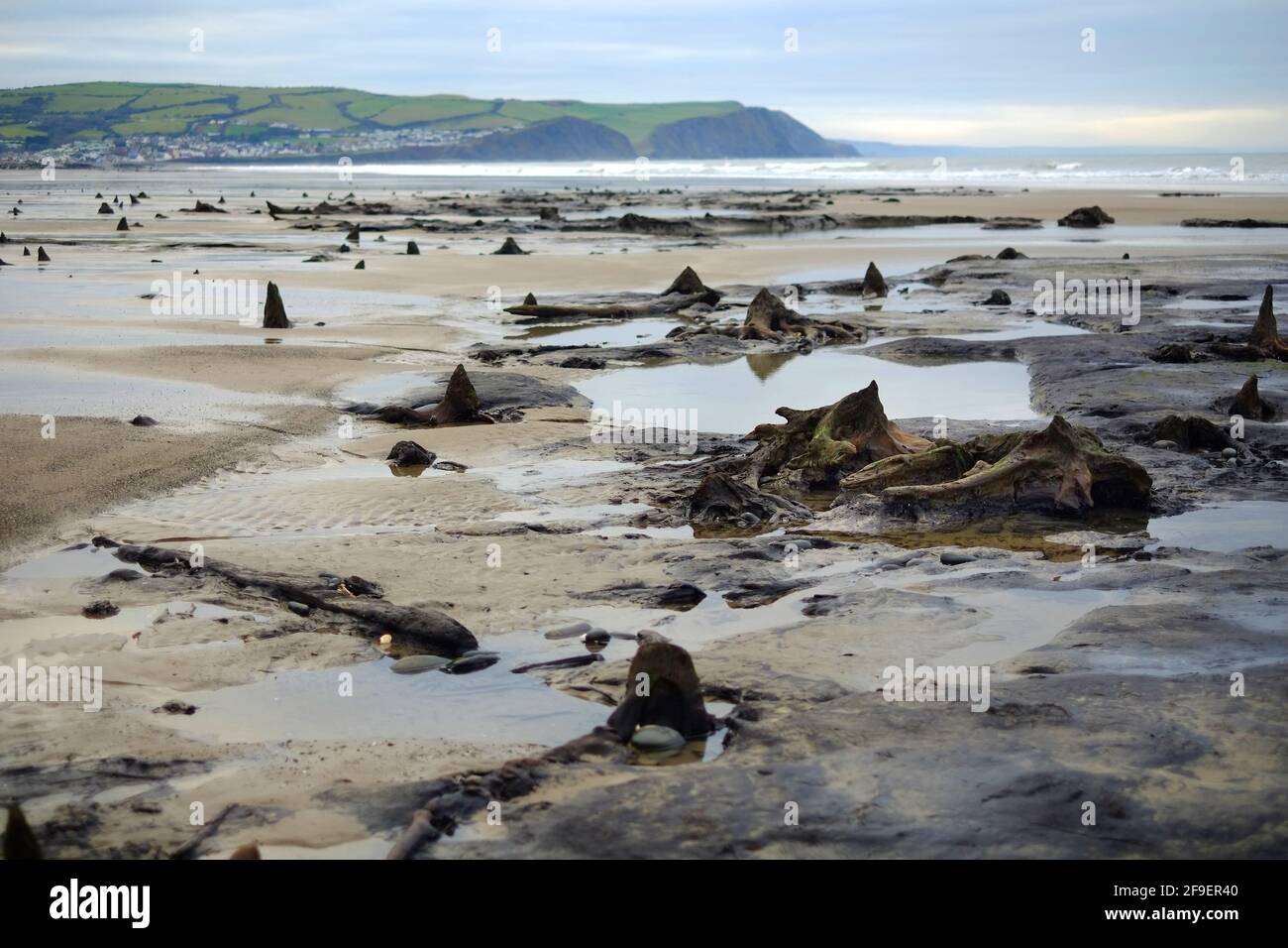 Submerged prehistoric forest, Borth, Wales revealed by stormy seas ...