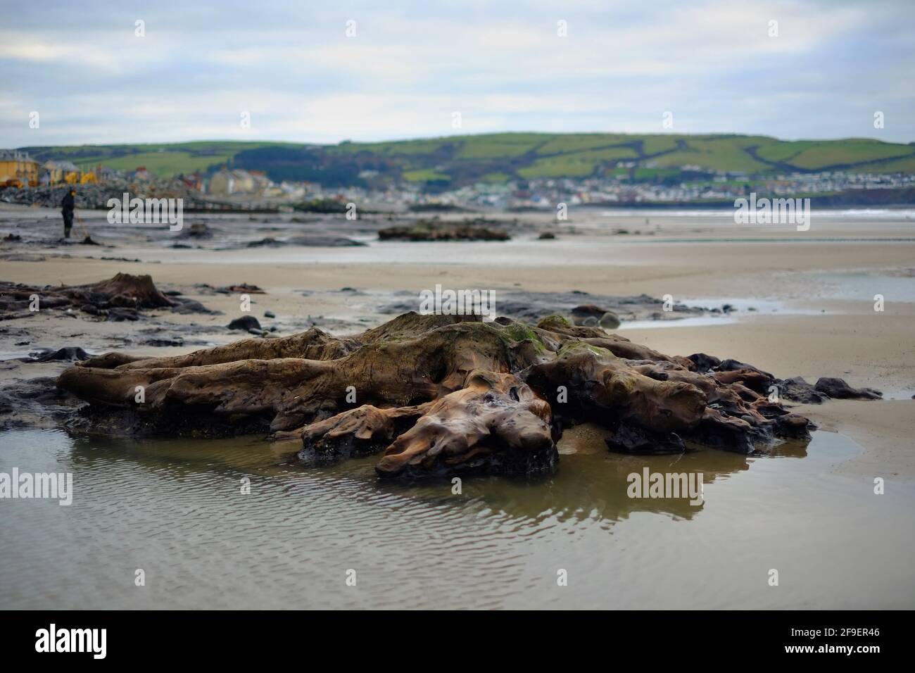 Submerged prehistoric forest, Borth, Wales revealed by stormy seas ...