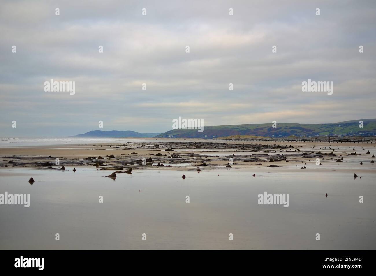 Submerged prehistoric forest, Borth, Wales revealed by stormy seas ...