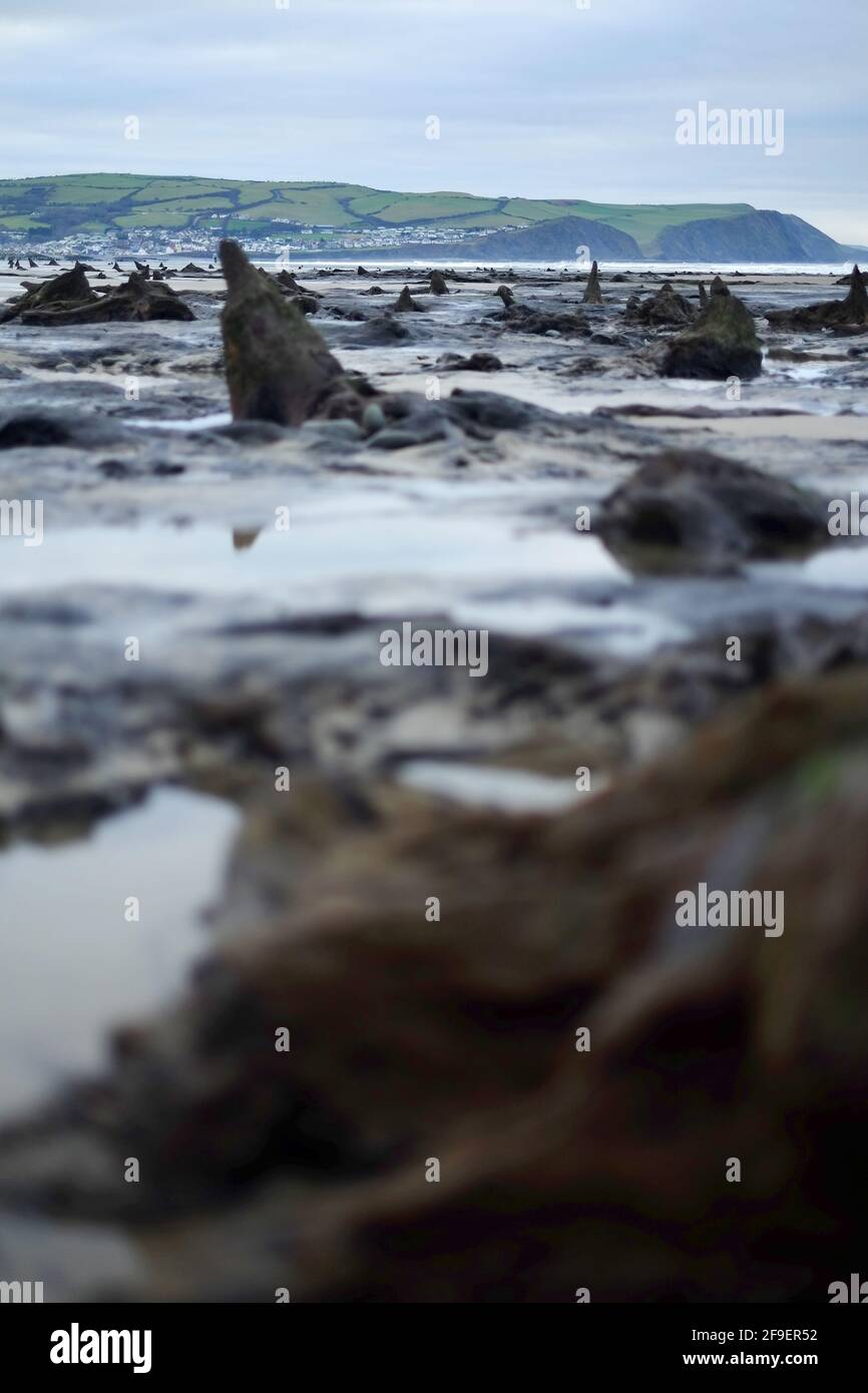Submerged forest revealed by storm hi-res stock photography and images ...