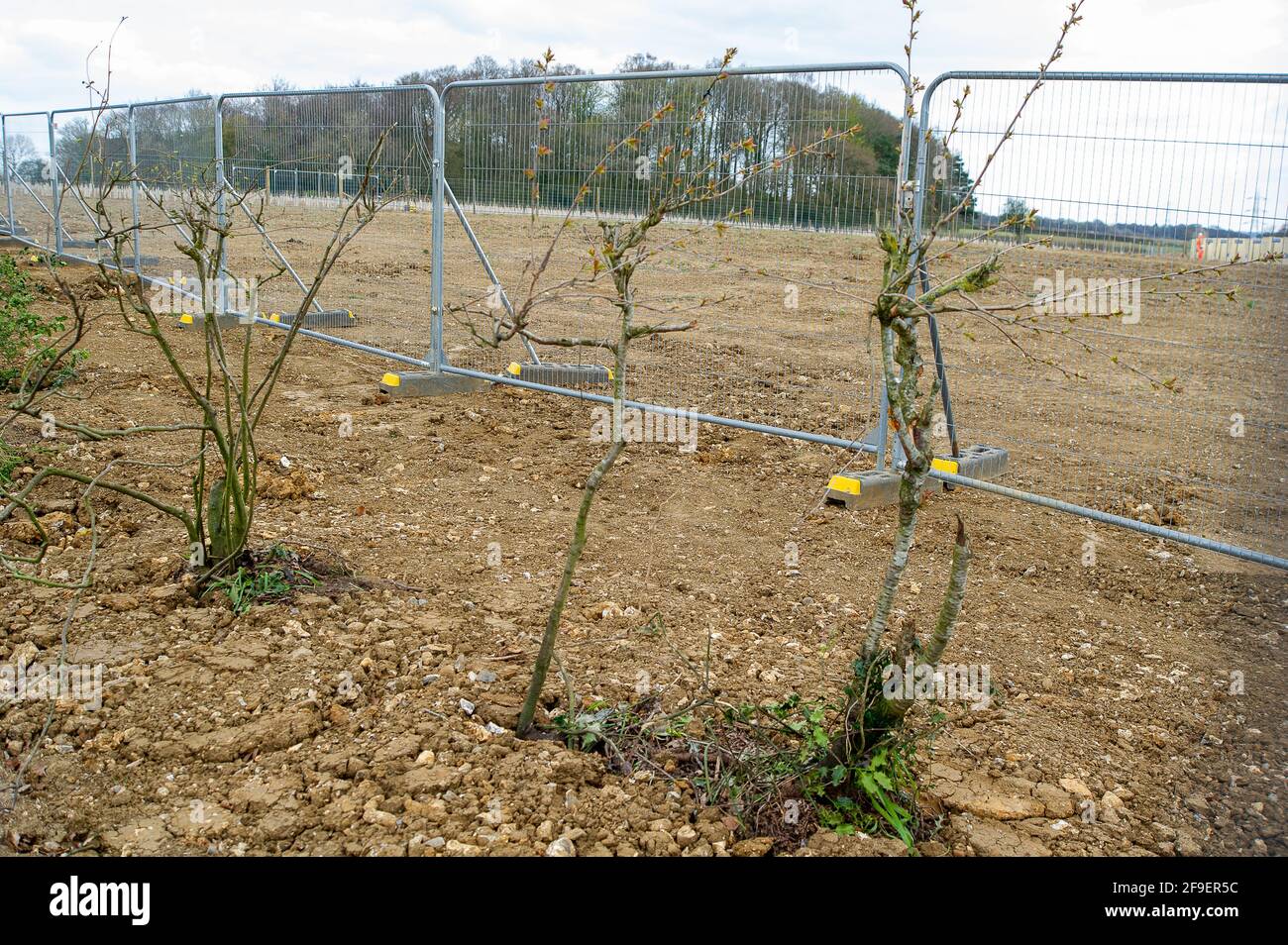 Ancient holly tree uk hi-res stock photography and images - Alamy