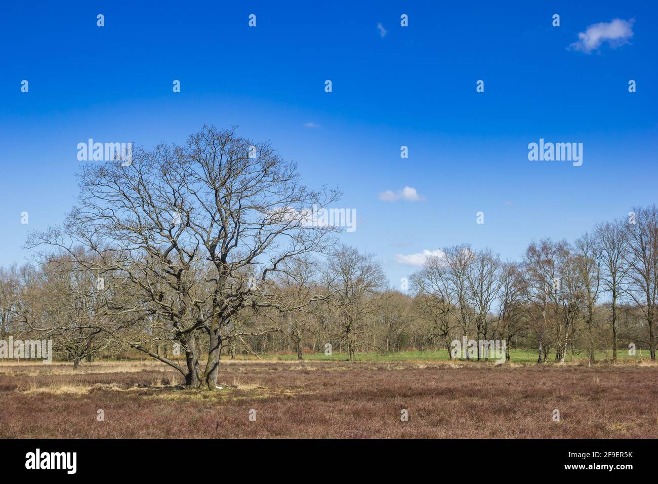 Bold tree in the landscape of Drenthe near Orvelte, Netherlands Stock ...