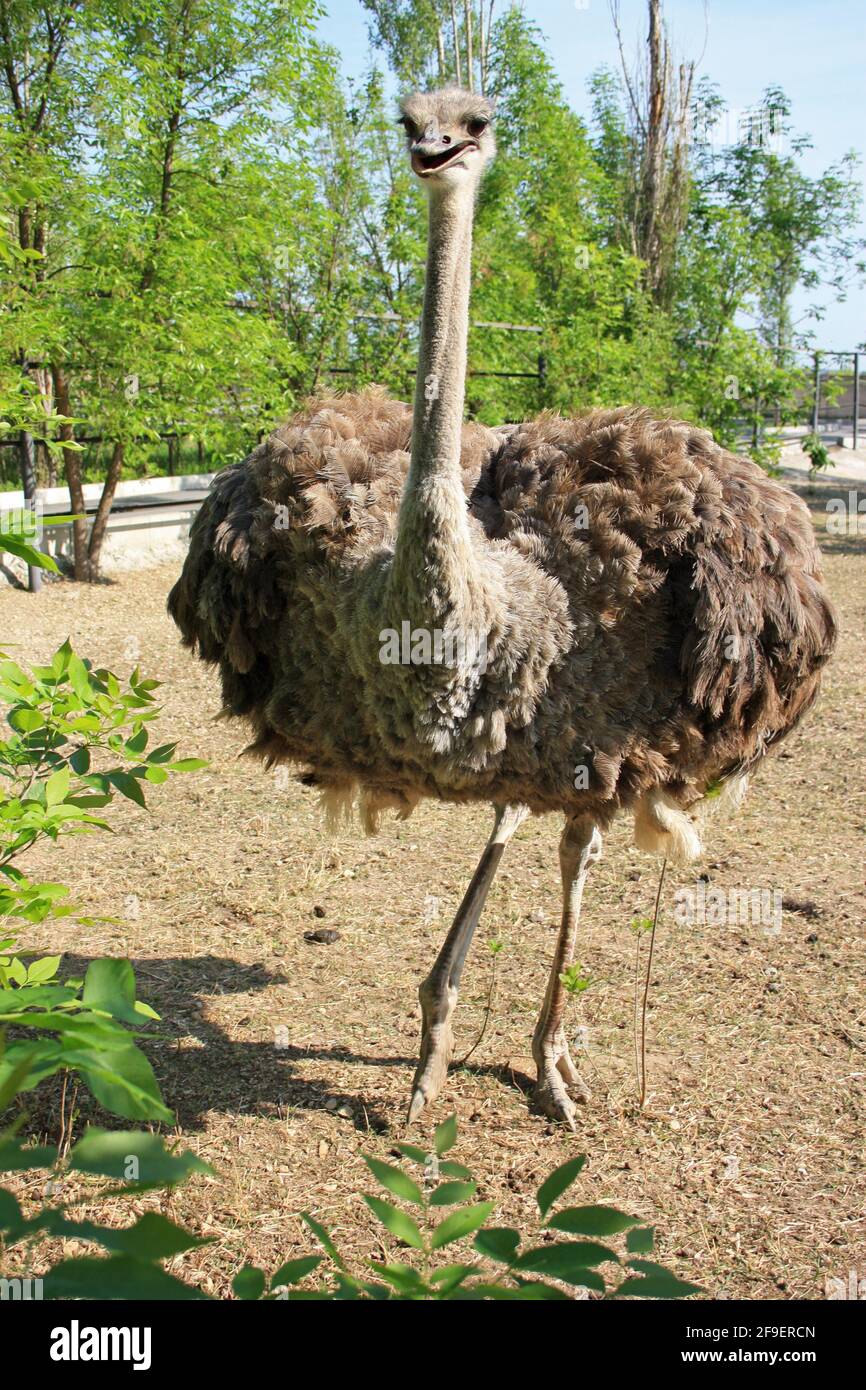 A large beautiful ostrich stands tall in the park Stock Photo - Alamy
