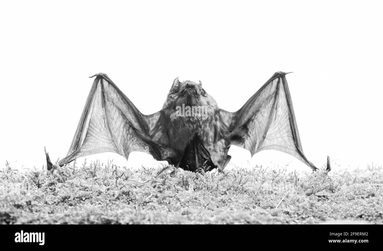 Mammals naturally capable of true and sustained flight. Bat emit ...