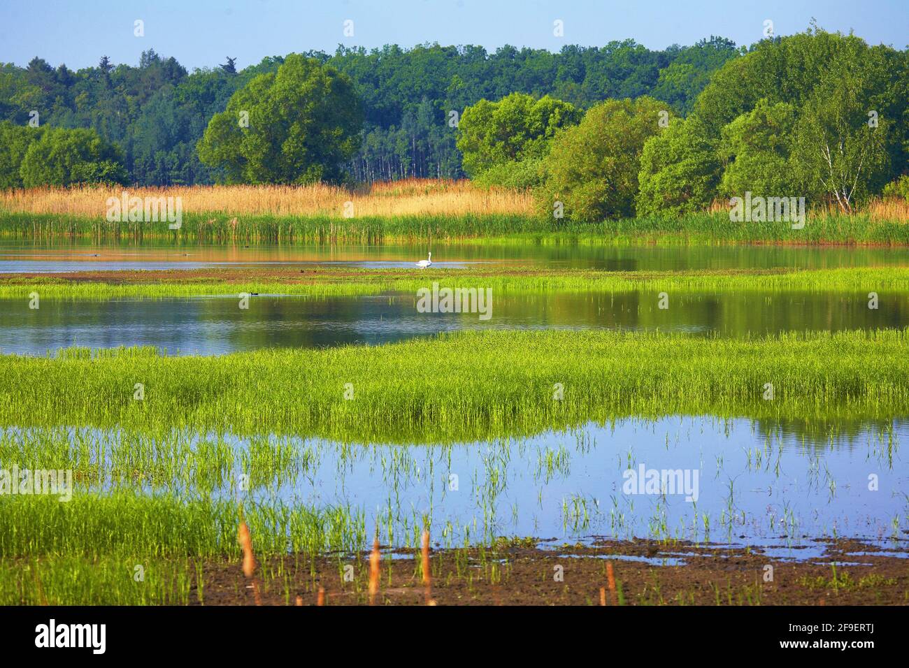 Milicz lake hi-res stock photography and images - Alamy