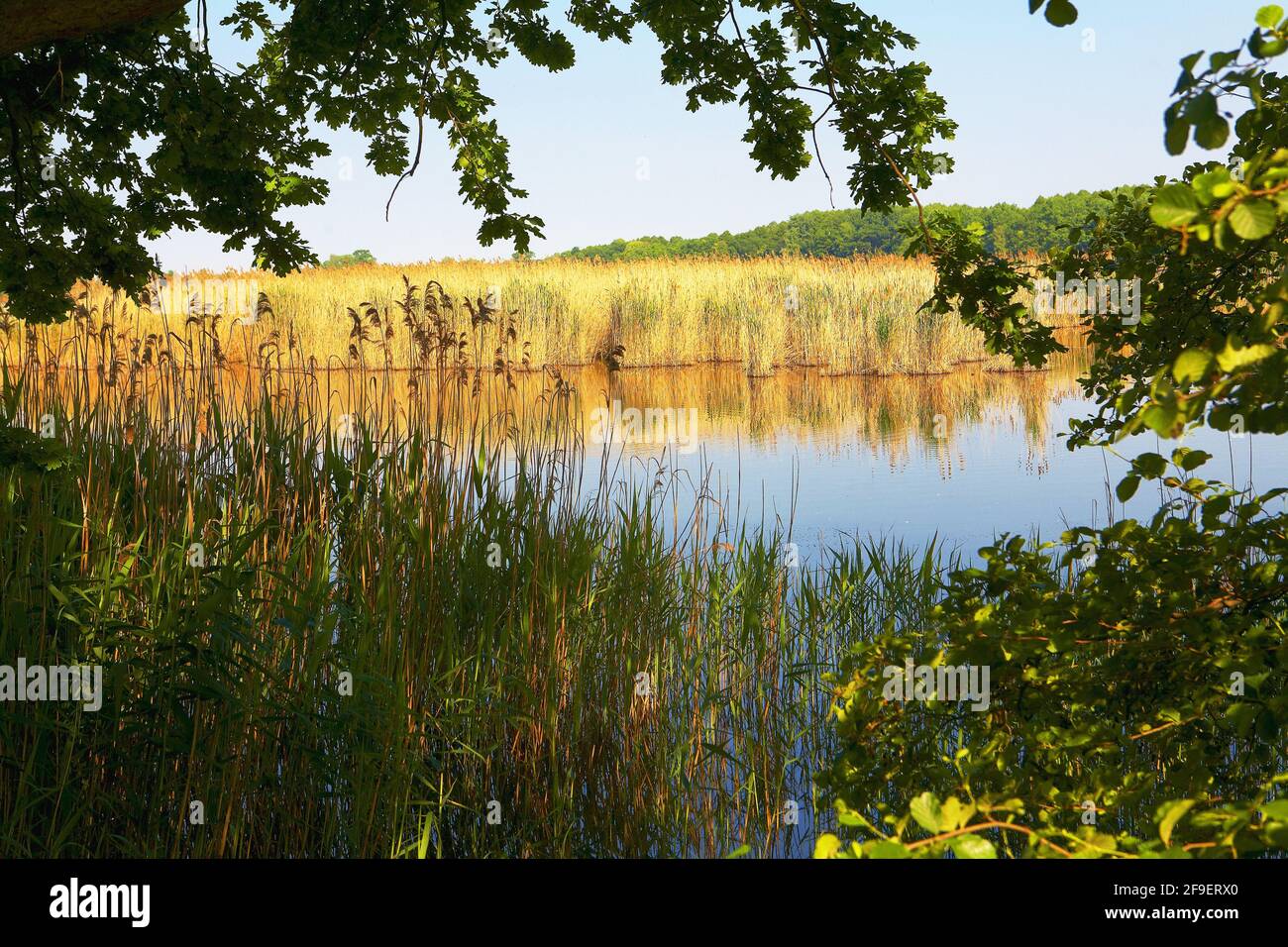 Milicz ponds hi-res stock photography and images - Alamy