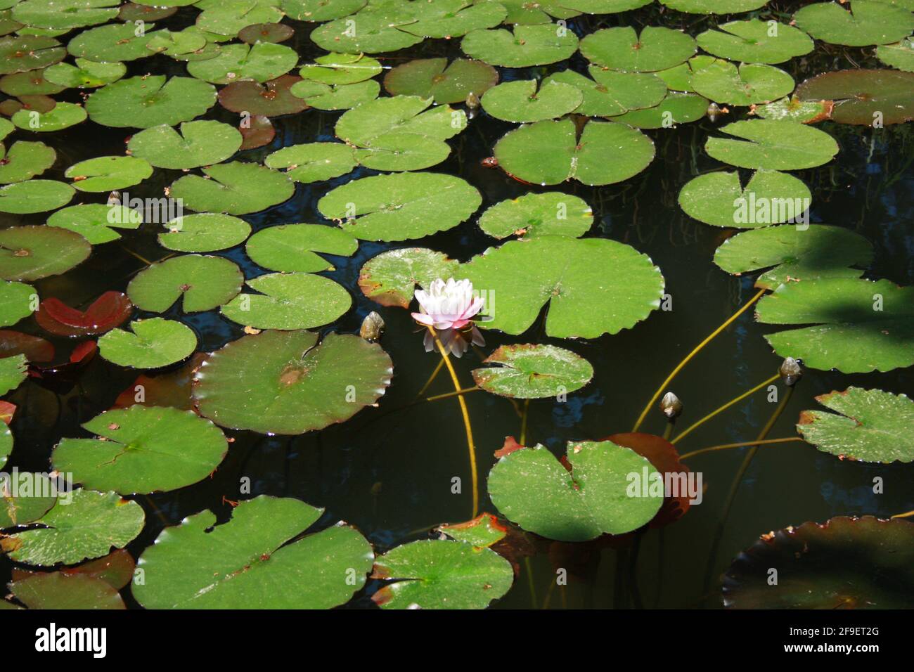 Flower native to india hi-res stock photography and images - Alamy
