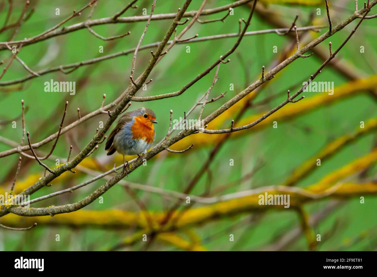 A robin on a branch Stock Photo - Alamy
