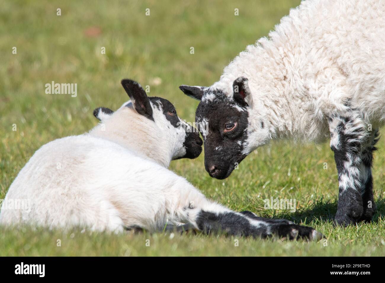 Sleeping lambs hi-res stock photography and images - Alamy