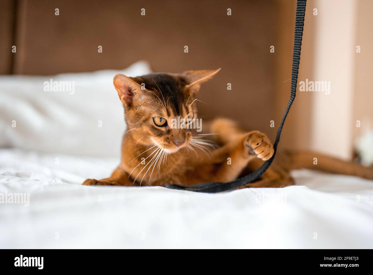 A portrait of an adorable brown Abyssinian cat lying on the white bed ...