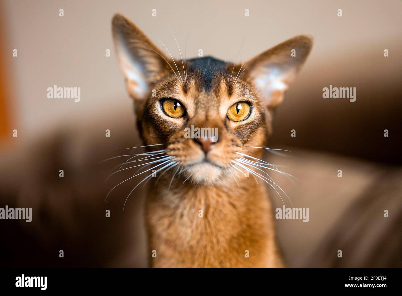 A portrait of an adorable brown Abyssinian cat with a serious face ...