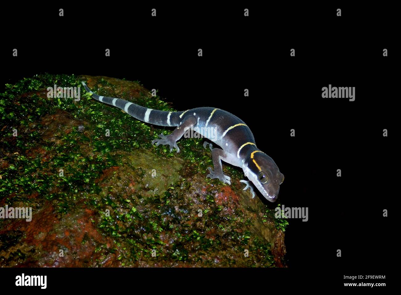 A Boulenger's Indian Gecko lying on a rock during night time Stock ...