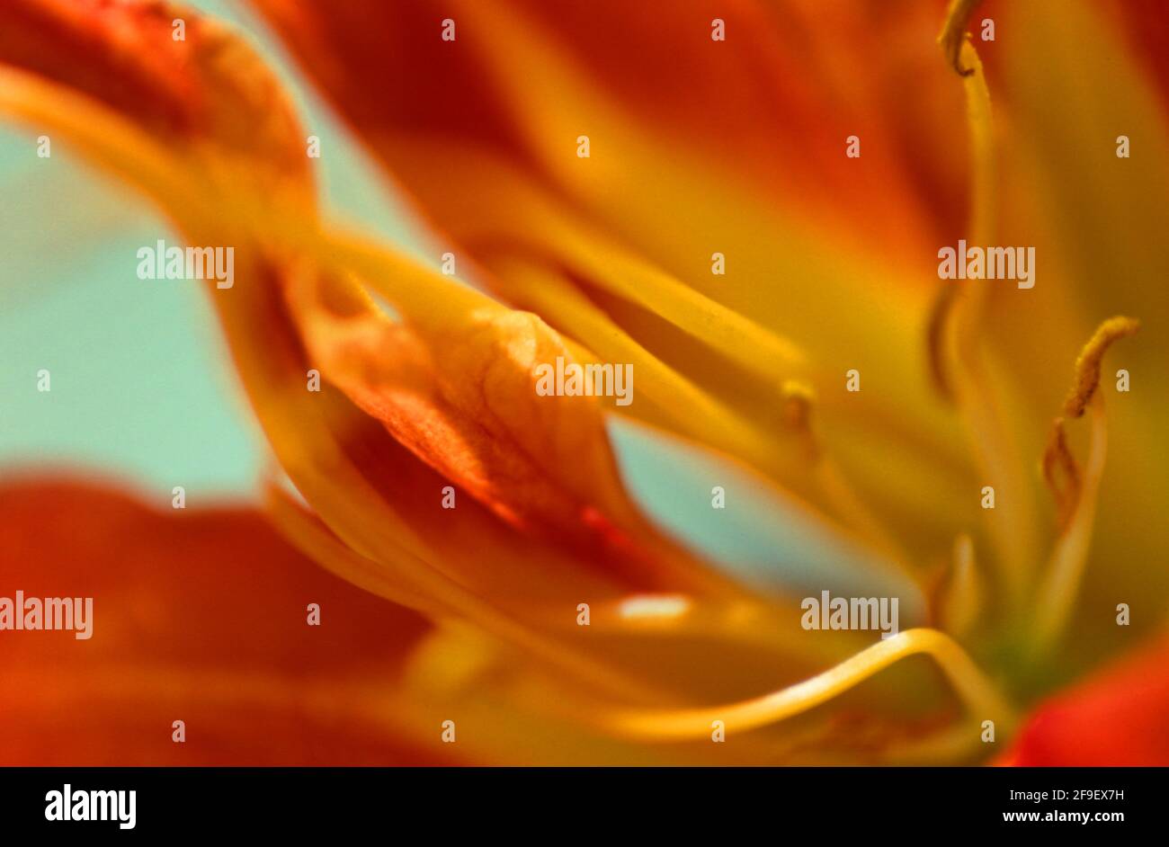 Orange flower anther. Close-up image Stock Photo - Alamy