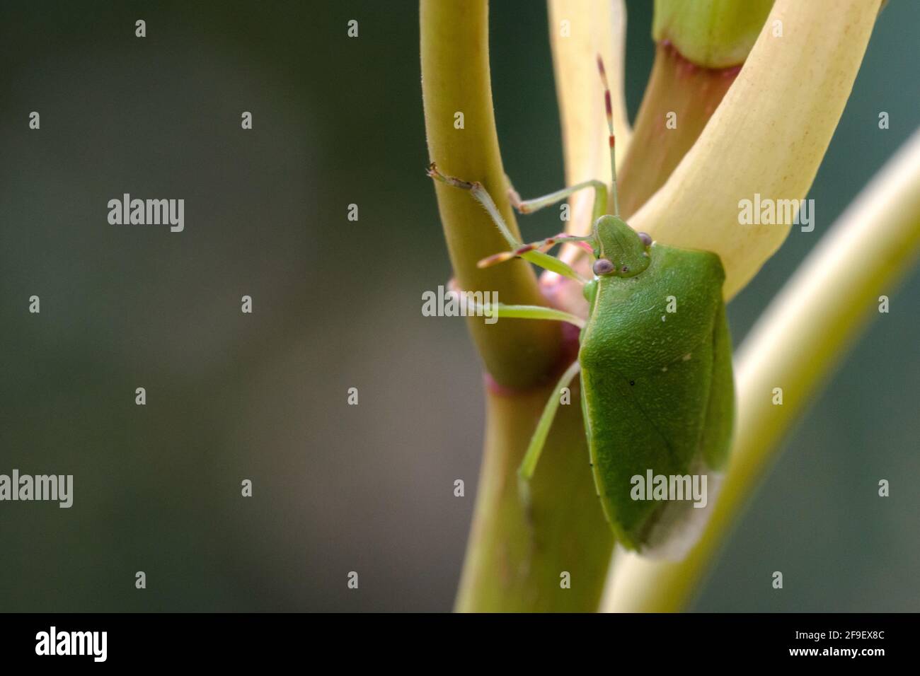 Shield bug on grass hi-res stock photography and images - Alamy