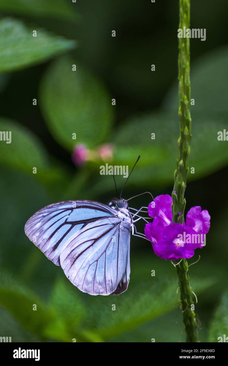 Common Wanderer Butterfly High Resolution Stock Photography and Images ...