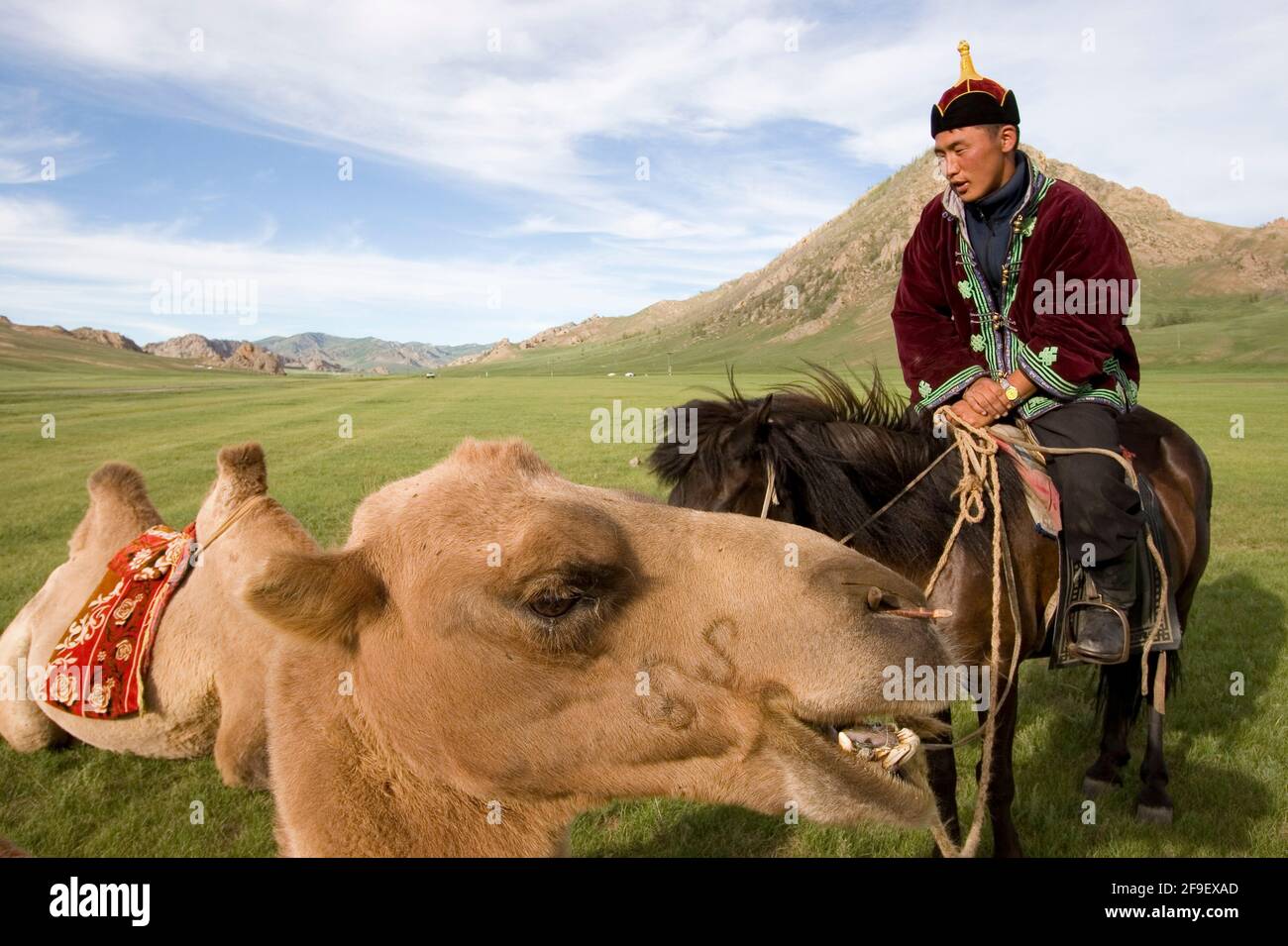 camel Horse and horse riding at Gun Galuut Stock Photo - Alamy