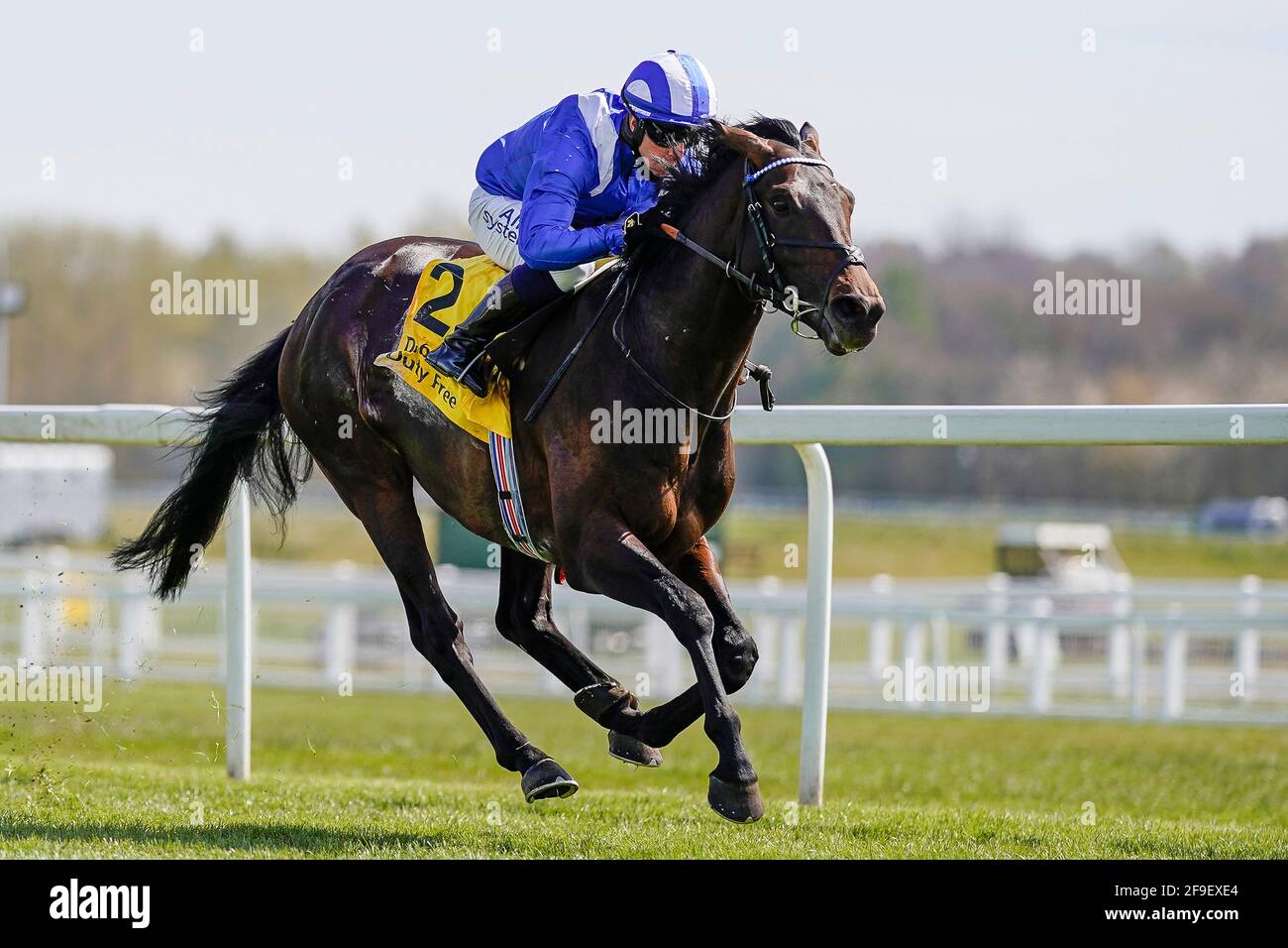 Al aasy horse hi-res stock photography and images - Alamy