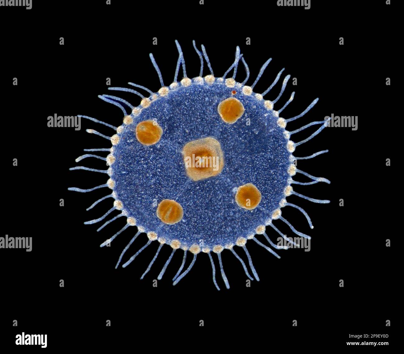 Obelia Hydroid Labeled Gonangium