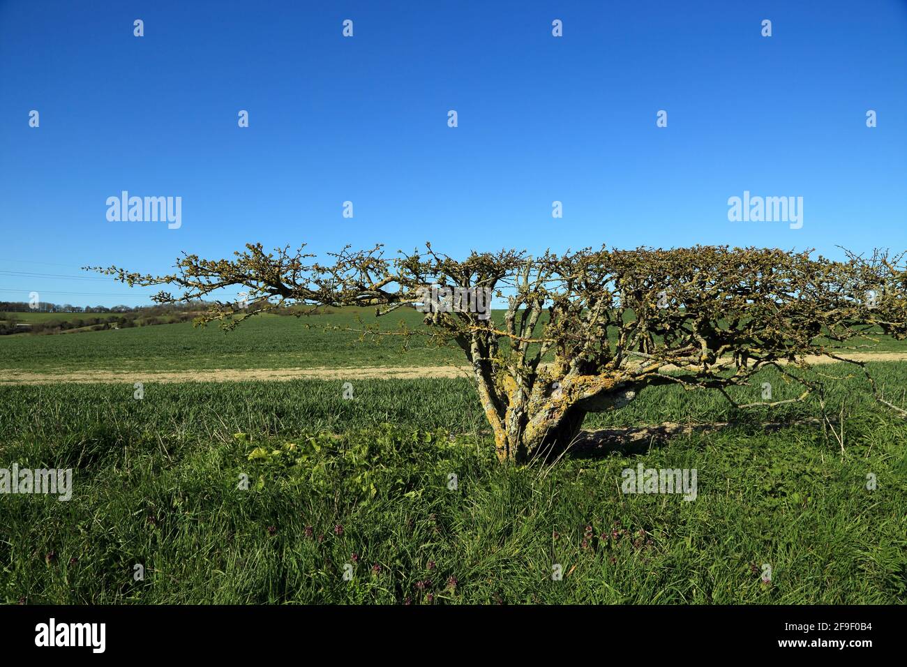 Natural fiddling lane hi-res stock photography and images - Alamy