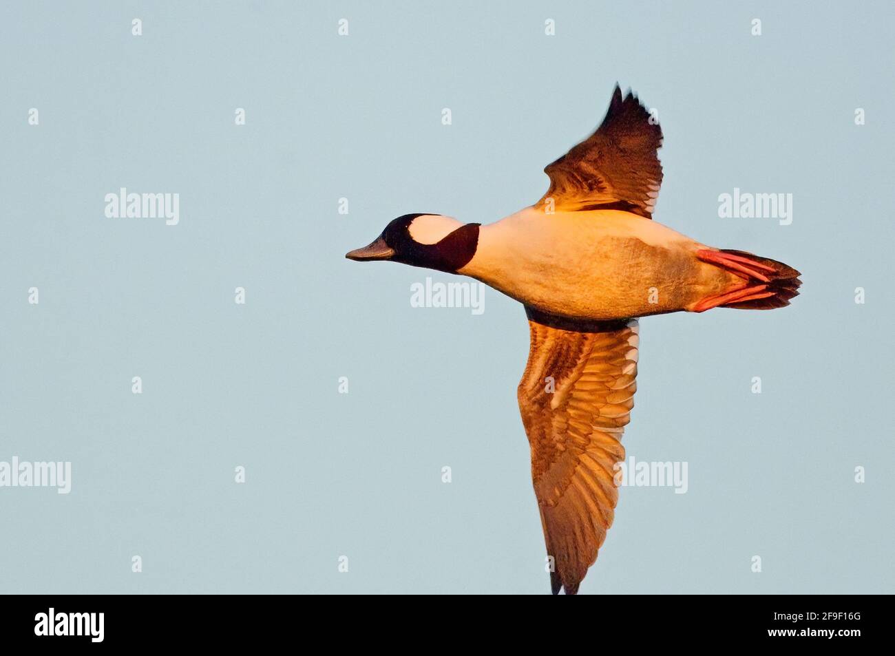 Closeup flying birds hi-res stock photography and images - Alamy