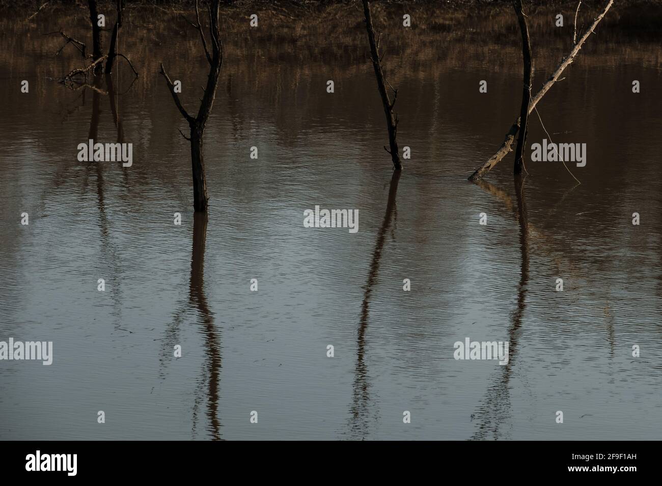 Trees in the water during the flood of the river Stock Photo - Alamy