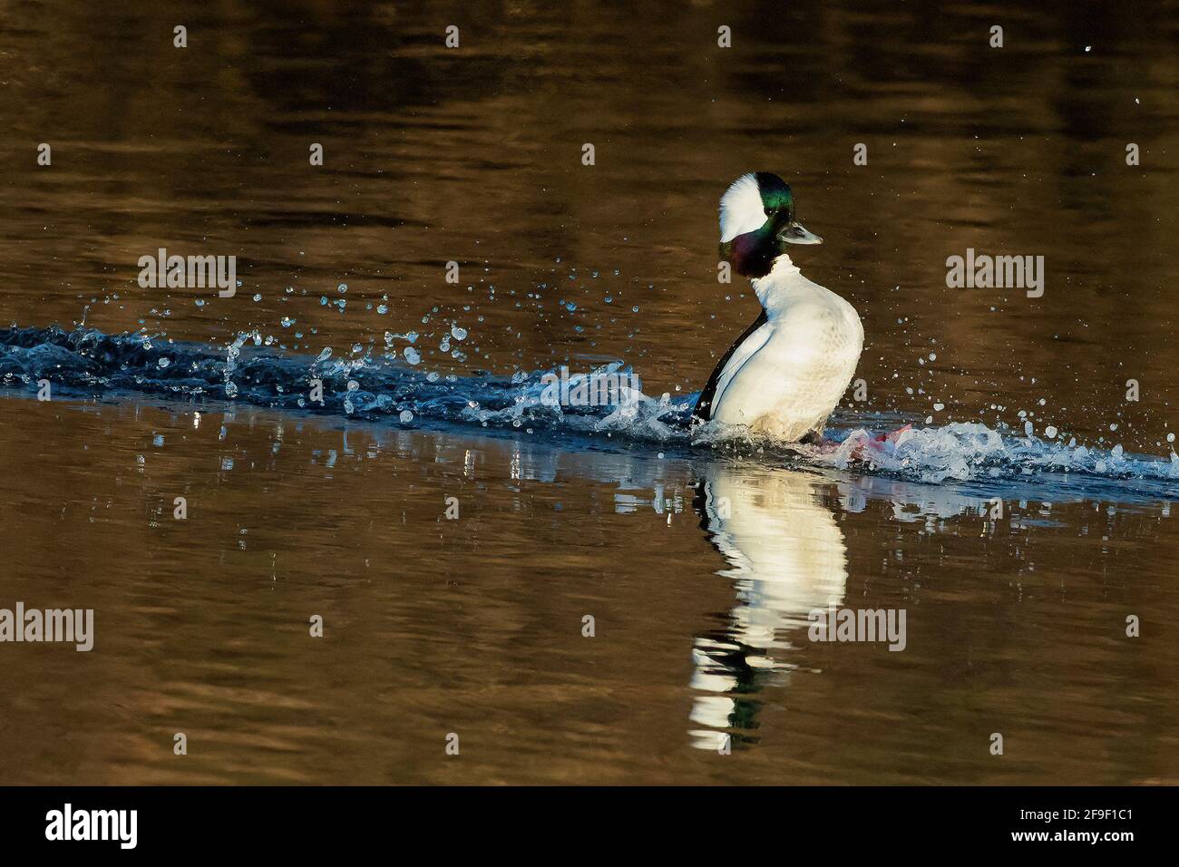 Drake bufflehead duck Landin on bay Stock Photo - Alamy