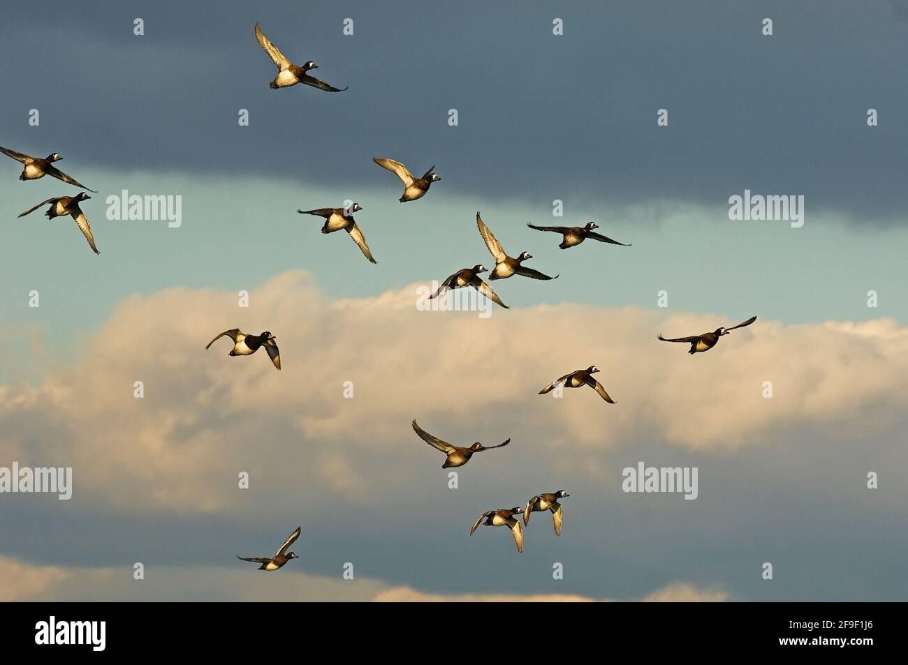 Greater scaup flock flight against blue and cloudy sky Stock Photo - Alamy