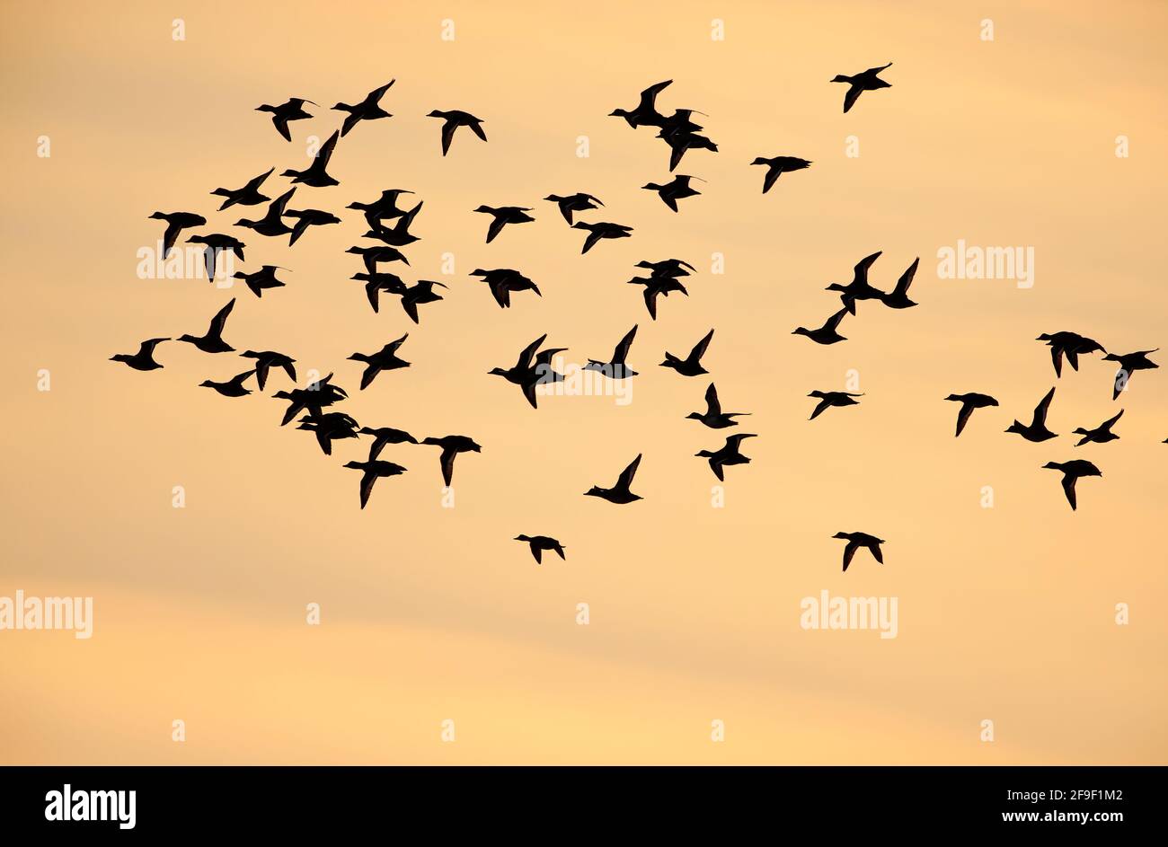 Flock of birds silhouette hi-res stock photography and images - Alamy