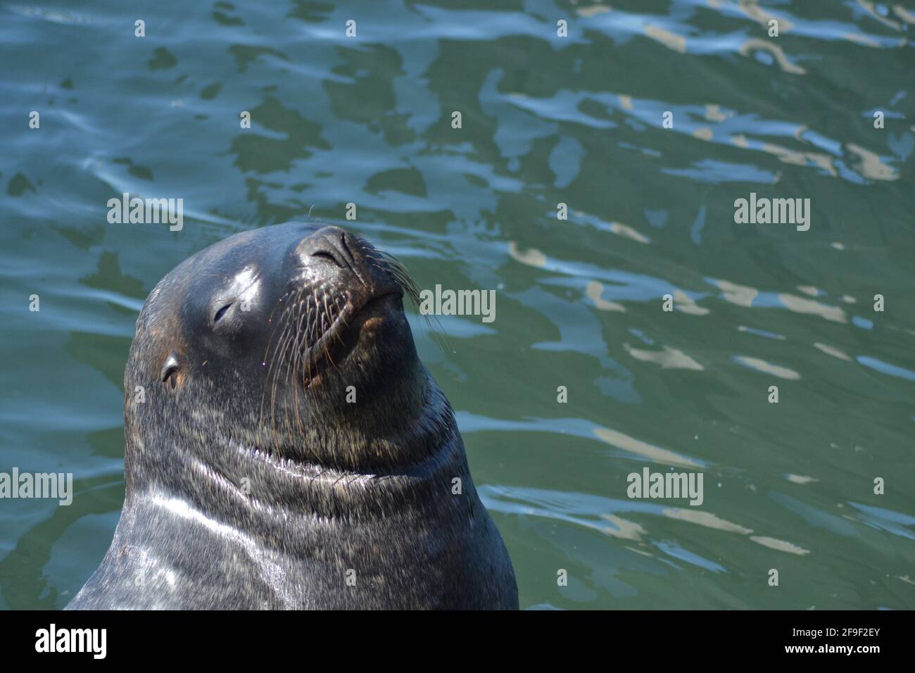 Closeup shot of a sea lion under sunlight outdoors Stock Photo - Alamy