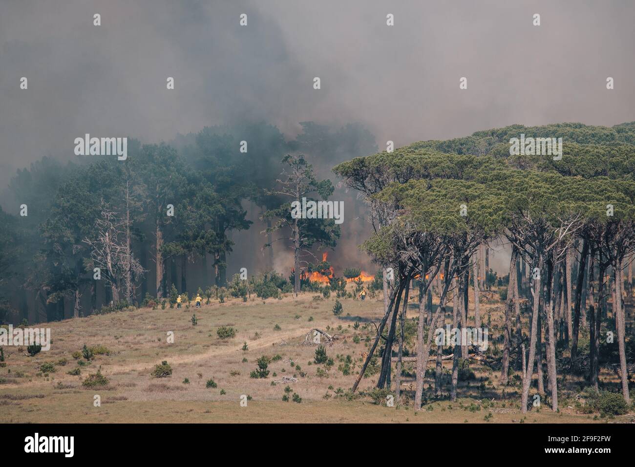 Wildfire rages through pine forest on Table Mountain near Rhodes ...