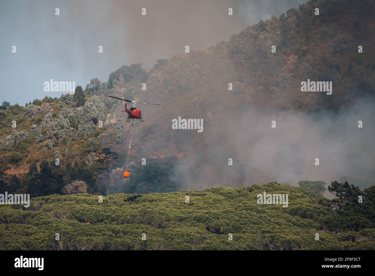 Firefighters rush to extinguish a fire raging through pine tree on ...