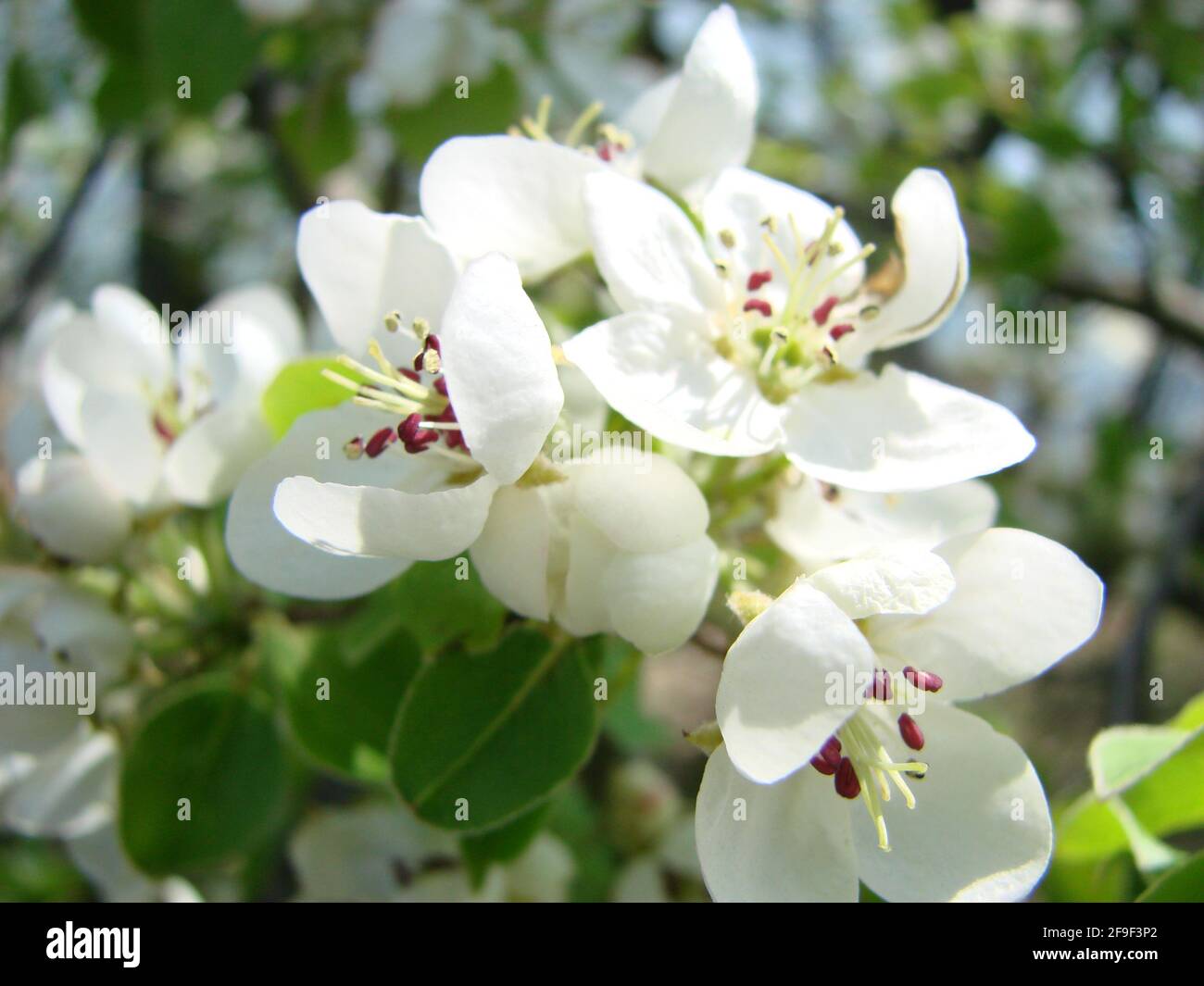 Pollination of flowers by bees pears. White pear flowers is a source of ...