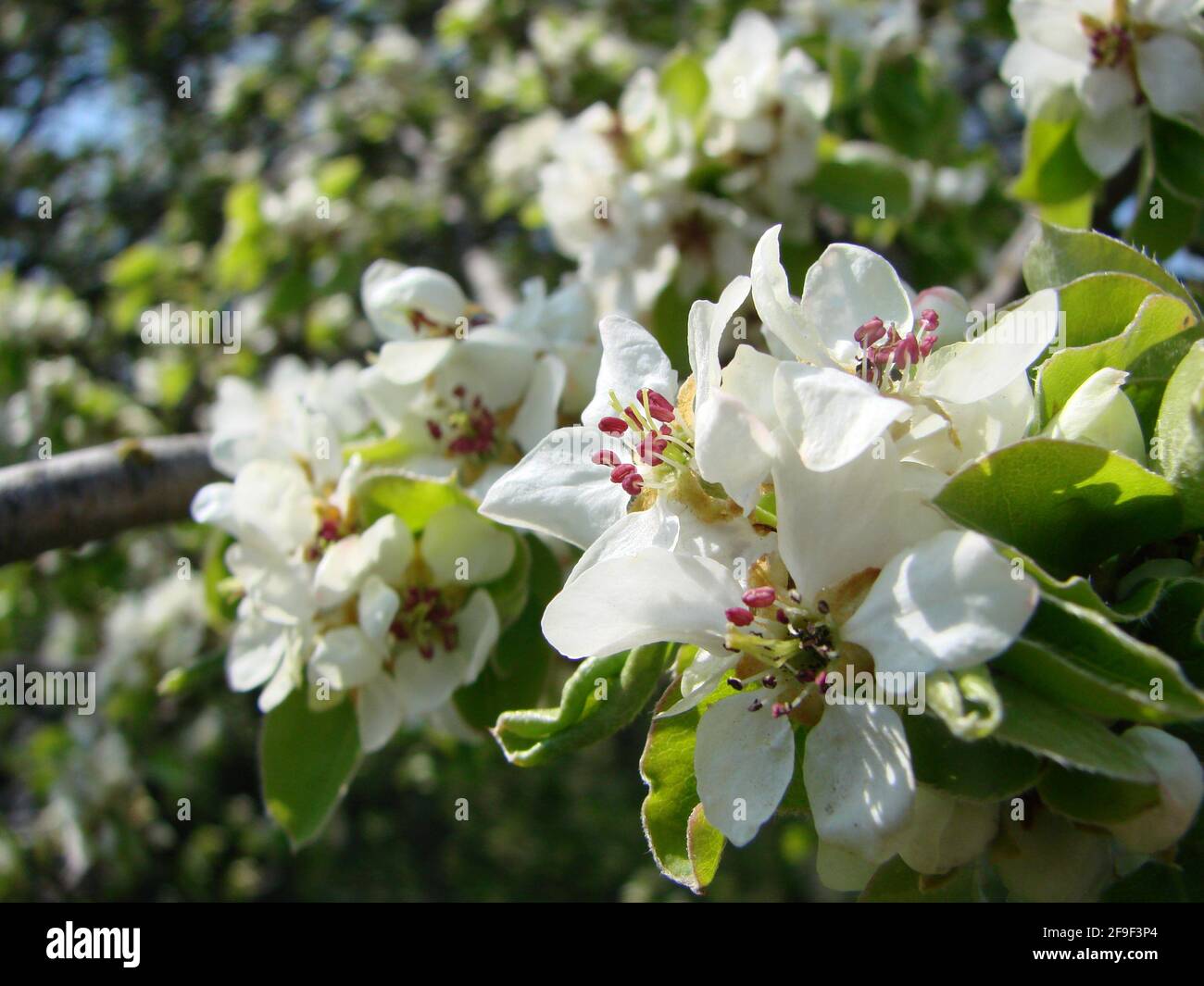 Pollination of flowers by bees pears. White pear flowers is a source of ...