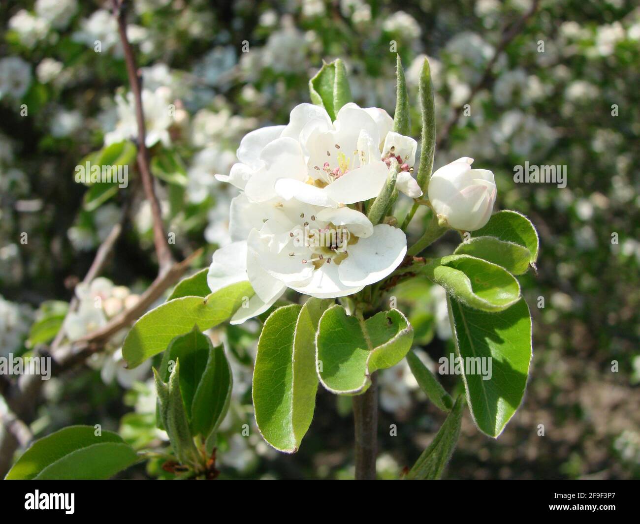 Pollination of flowers by bees pears. White pear flowers is a source of ...